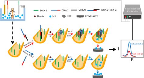 Illustration Of Mir Detection Based On Catalytic Deposition Of Download Scientific Diagram