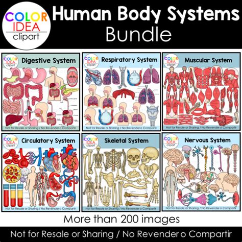 Human Body System Bundle Made By Teachers