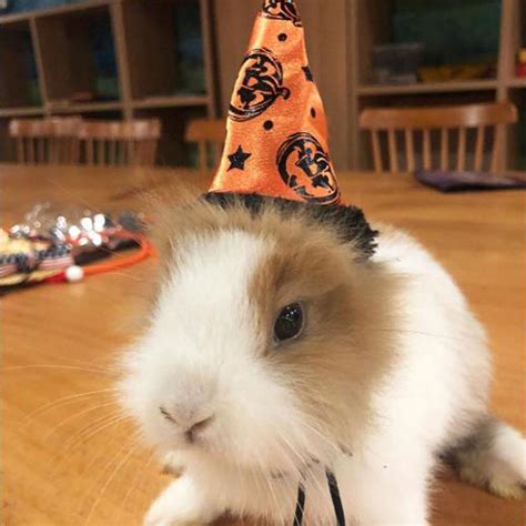 Pet Hoed Sjaal Leash Hagedis Kerst Jurken Xmas Jaa Grandado