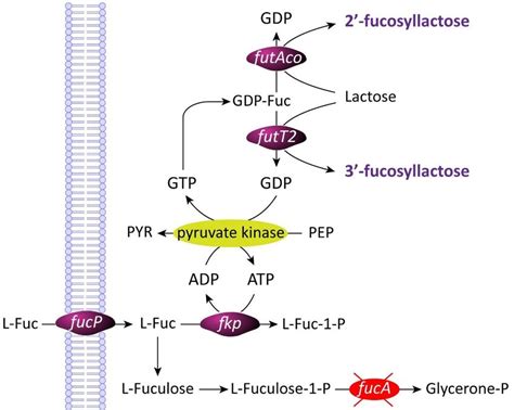 Metabolic Pathways Of Fucosyllactose Biosynthesis In E Coli By