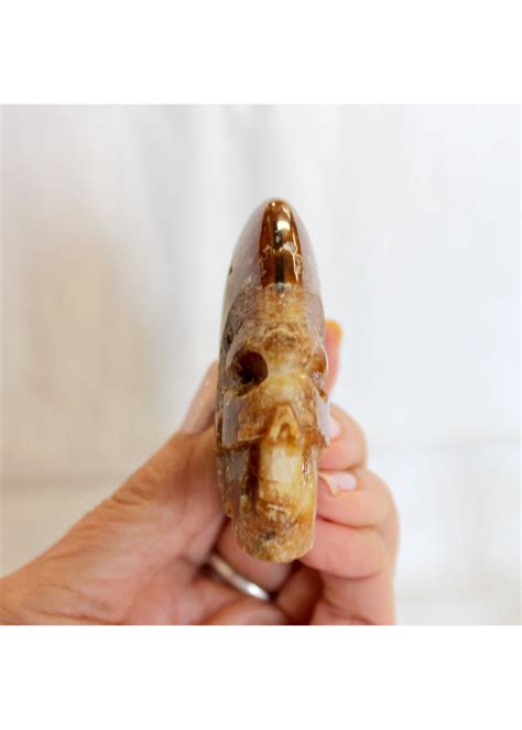 Ammonite Skull For Evolution And Growth Soul Food Crystals