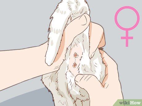 How To Determine The Sex Of A Cat 7 Steps With Pictures