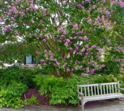 Updated Tree Appraisal And The Value Of Trees Purdue Extension Forestry Natural Resources