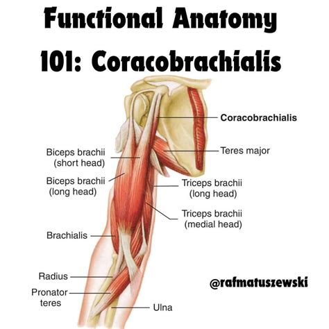 Functional Anatomy 101 Coracobrachialis Rafal Matuszewski Posted On The Topic Linkedin
