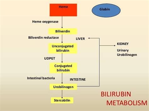 Schematic Diagram Of Bilirubin Metabolism Bilirubin Metaboli