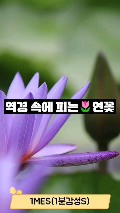 역경 속에 피는 연꽃 Youtube