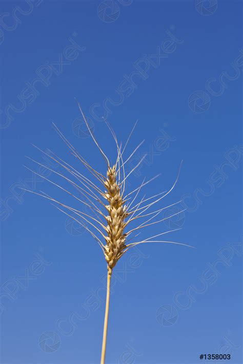 Пшеница Крупно Фото – Telegraph