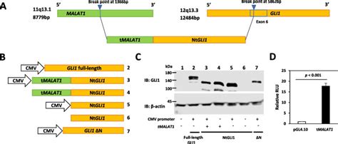 MALAT1 Functions As A Transcriptional Promoter Of MALAT1 GLI1 Fusion For Truncated GLI1 Protein