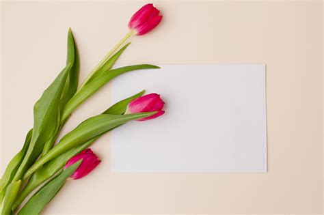 파스텔 베이지 색 배경에 녹색 잎이 있는 분홍색 튤립 꽃다발 0명에 대한 스톡 사진 및 기타 이미지 0명 3월 8 Istock