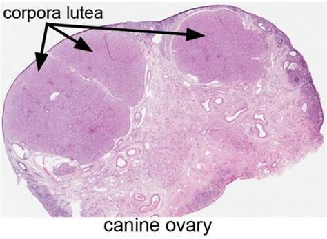 Histology Female And Male Reproductive Tract Flashcards Quizlet