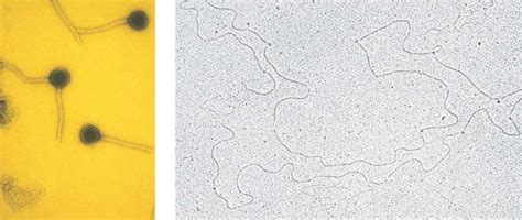 Phage Lambda Html 12 01 Phage Lambda 