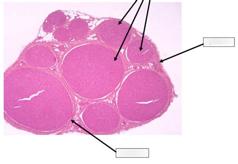 Bio 223 Lab 8 Peripheral Nerve 1 Diagram Quizlet