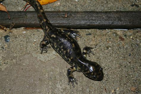 The Oakland Press Blogs Earths Almanac Salamander Sex Love And Frustration On A Rainy Warm