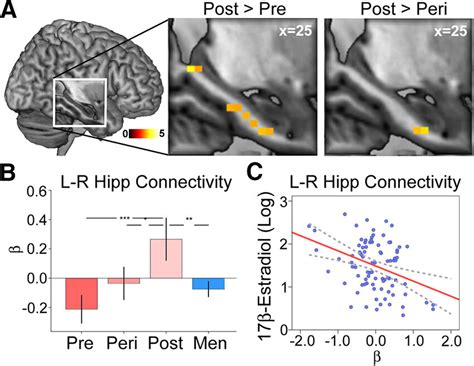 Hippocampal Functional Connectivity By Menopausal Status A Left A Download Scientific