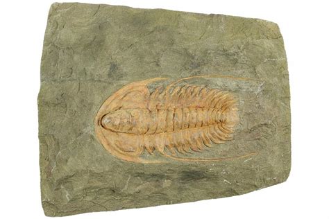 2 3 Cambrian Trilobite Hamatolenus Tinjdad Morocco 229606 For Sale