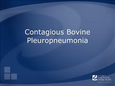 Ppt Contagious Bovine Pleuropneumonia Powerpoint Presentation Free