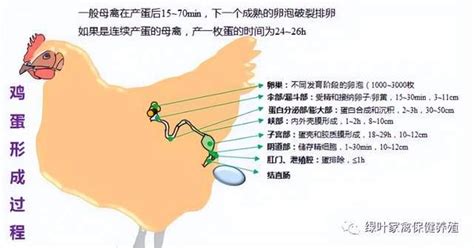 蛋鸡究竟是如何做到高效生产？ 知乎