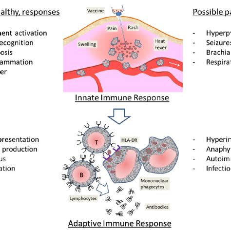 The Who Algorithm For Causality Assessment Of Aefi With The Indicated Download Scientific