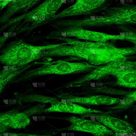 成纤维细胞 皮肤细胞 用荧光染料标记