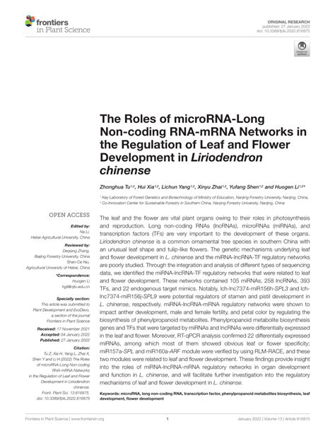 Pdf The Roles Of Microrna Long Non Coding Rna Mrna Networks In The Regulation Of Leaf And