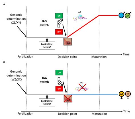 Figure 1 From The “iag Switch”—a Key Controlling Element In Decapod