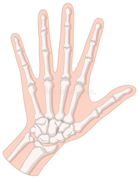 Hueso Dentro De La Mano Humana Ilustraci N Del Vector Ilustraci N De Ciencia Esqueleto