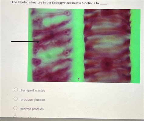 Solved The Labeled Structure In The Spirogyra Cell Below
