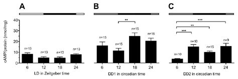 Figure 1 From Bimodal Oscillations Of Cyclic Nucleotide Concentrations In The Circadian System
