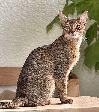 Wikipediawikiproject Catstemplates Wikipedia
