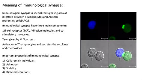 Immunological Synapse Ppt
