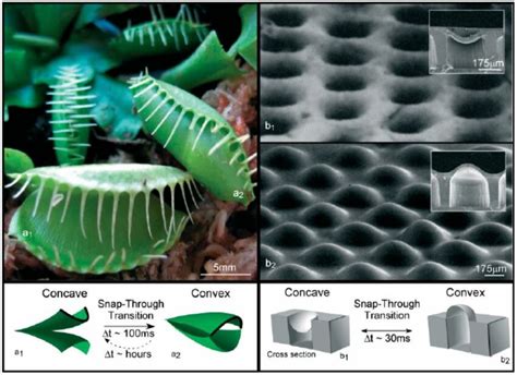 3 Example Of Buckling Induced Morphing Application Right Morphing