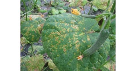 Мана по краставиците Български Фермер