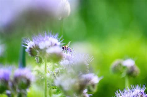 꿀벌과 꽃 Phacelia 녹색 배경에 Phacelia에서 꽃가루를 모으는 큰 줄무늬 꿀벌의 클로즈업 Phacelia Tanacetifolia 여름과 봄 배경 0명에 대한