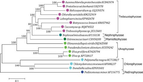 Construct Multiple Sequence Alignment Phylogeny Tree By Tasnimquayum Fiverr