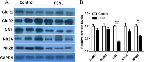 Effect Of Partial Sciatic Nerve Ligation On Glutamatergic Receptors