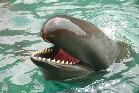Spade Toothed Whale Mesoplodon Traversii Facts Habitat And Pictures