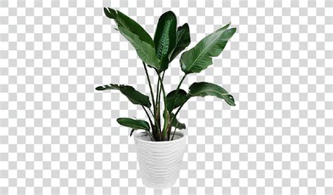 گلدان گل آپارتمانی دانلود رایگان