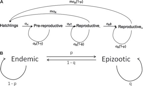 Conceptual Models Of A Demographic Processes And B Markovian Download Scientific Diagram