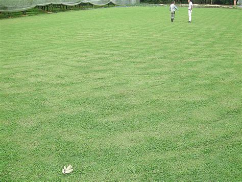 Kurapia® Uc Tested Science Behind Water Efficient Groundcover