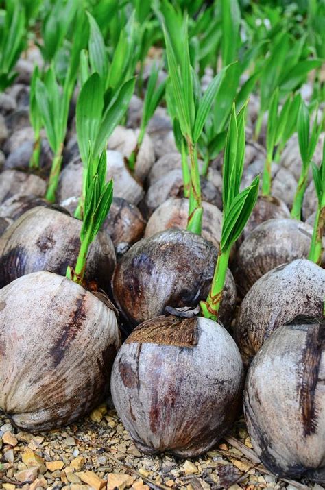 Planting Coconut A Small Green Coconut Tree Roots From The Brown