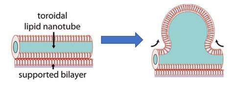 Heating Up The Debate New Findings In Protocell Evolution Advanced
