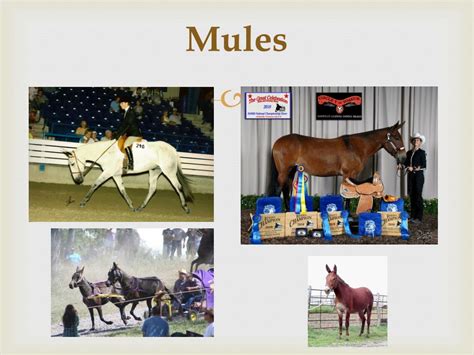 Ppt Identification And Breeds Powerpoint Presentation Free Download