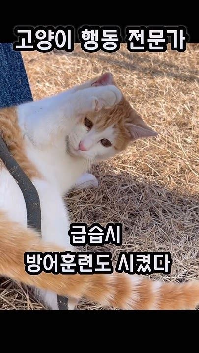 특수교육 받은 고양이는 다르다 Youtube