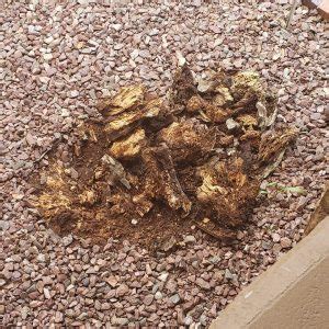 Rooting Out The Problem The Best Tree Stump Killers Tried Tested