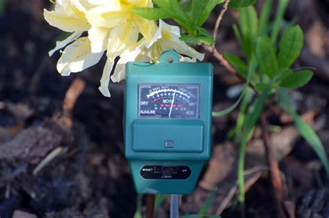 8 Ways To Make Your Soil More Acidic 5 Things Not To Do