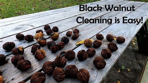 Easy Black Walnut Cleaning Harvesting Walnuts With Simple Tools Youtube