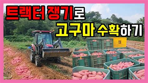 트랙터 쟁기 이용해서 꿀고구마 수확하는 날 임대 사업소에서 고구마 줄기 절단기를 빌려왔어요~ Youtube