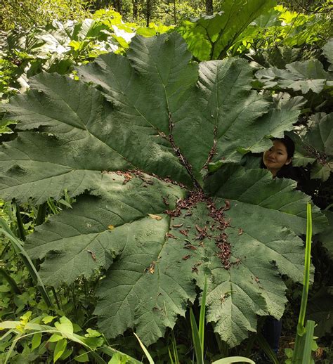 Biggest Leaf I Have Ever Seen Do You Know What Species This Plant Is