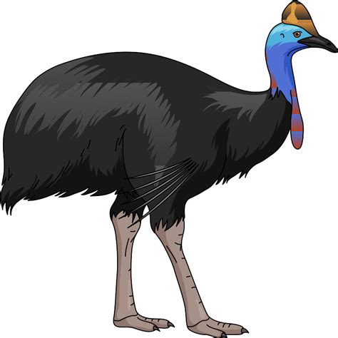 Cassowary Figure Science Figures