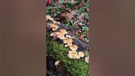 Зимние опята как отличить от ядовитых грибов 🍄 Youtube